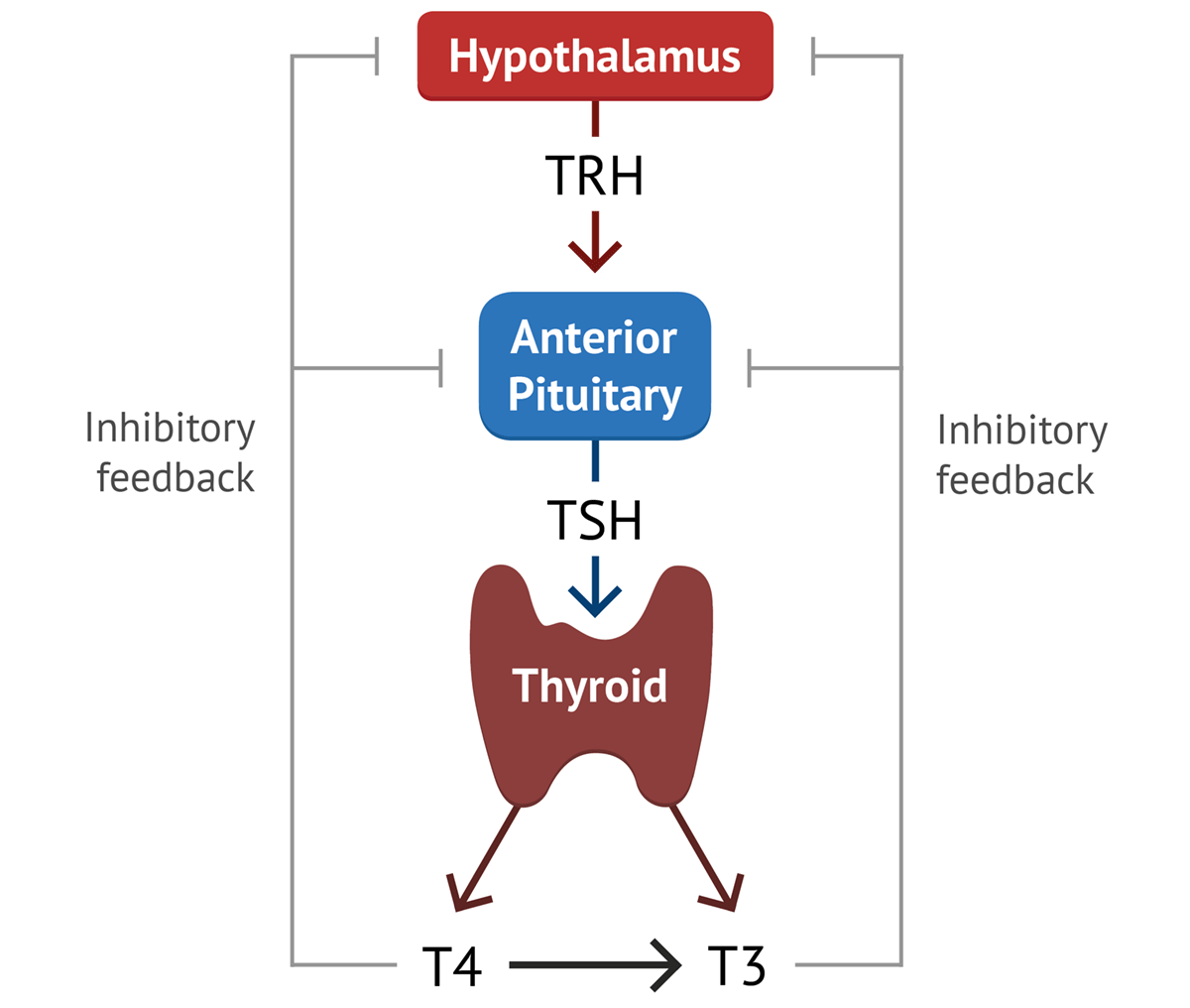 clinlab navigator - T4 Total